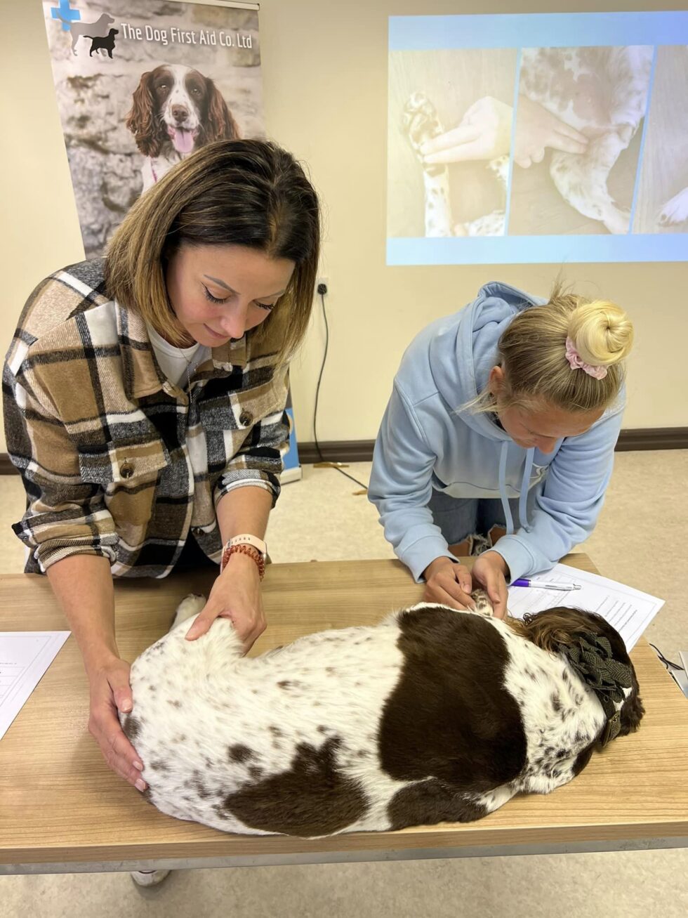 Dog First Aid Kits, Training & Online Courses - The Dog First Aid Co.